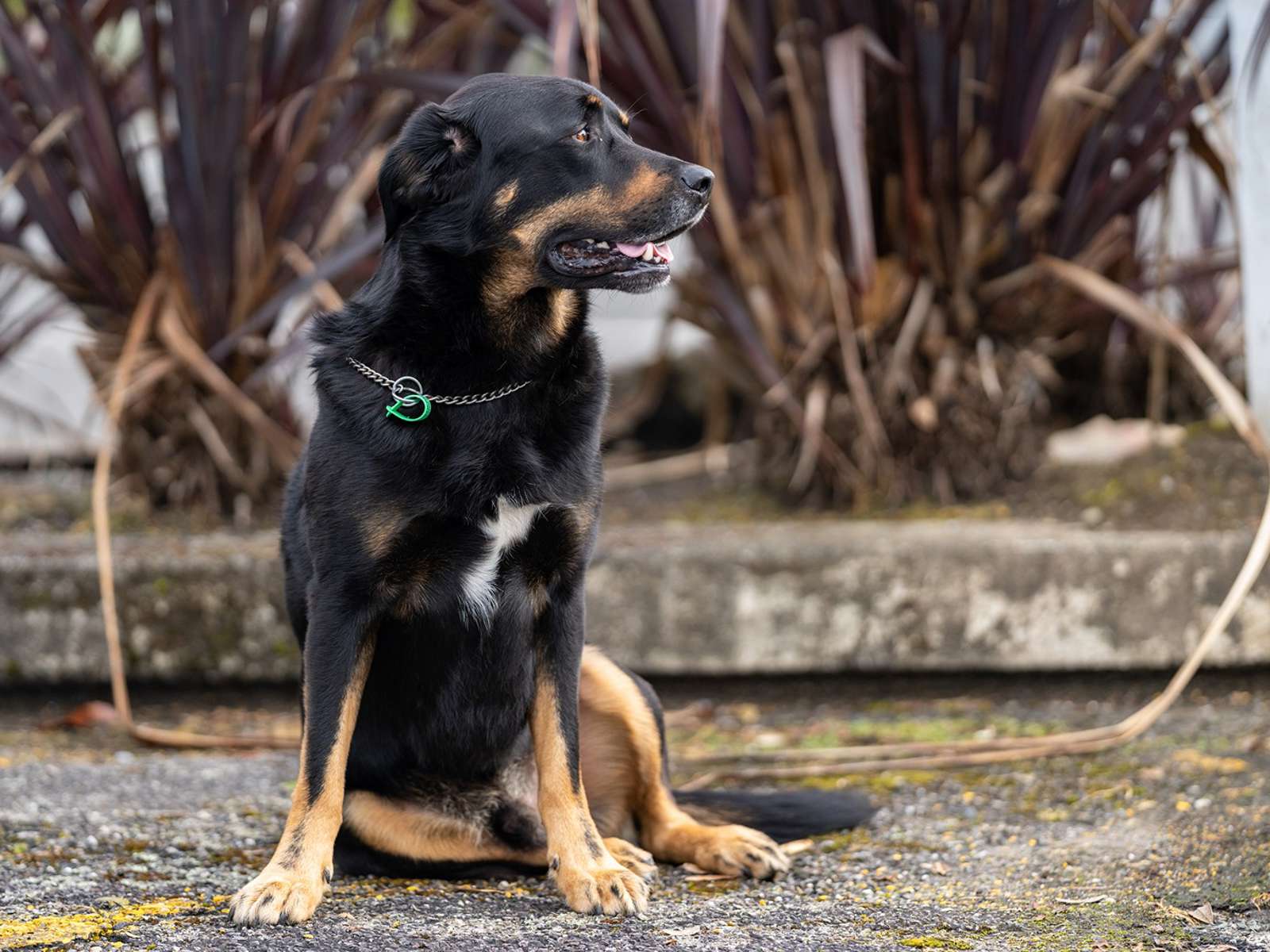 Buller District Council