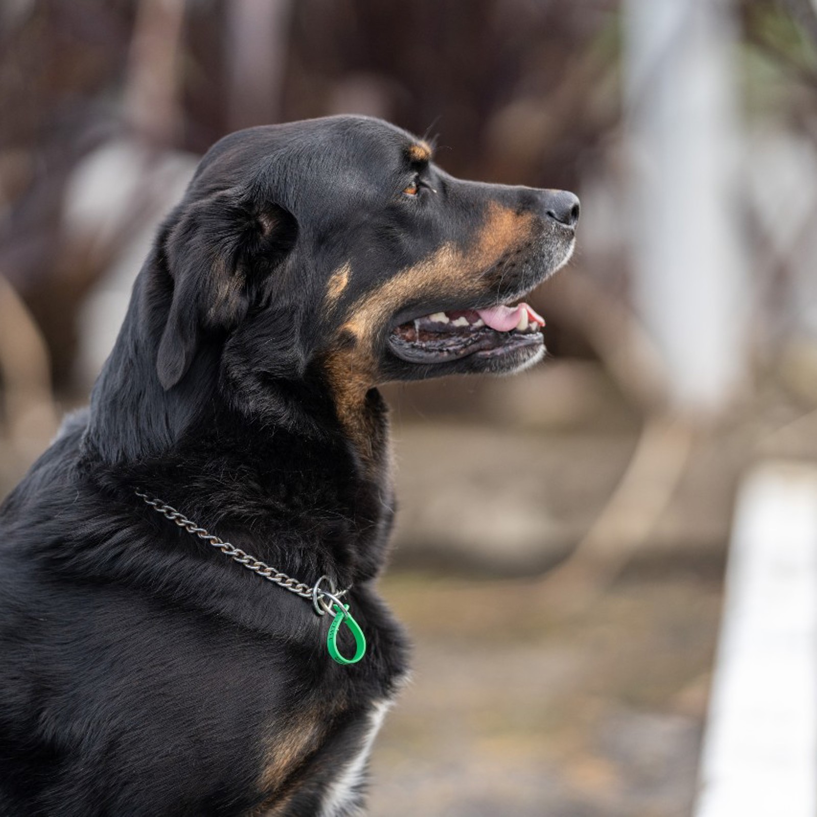 Dogs and animal control