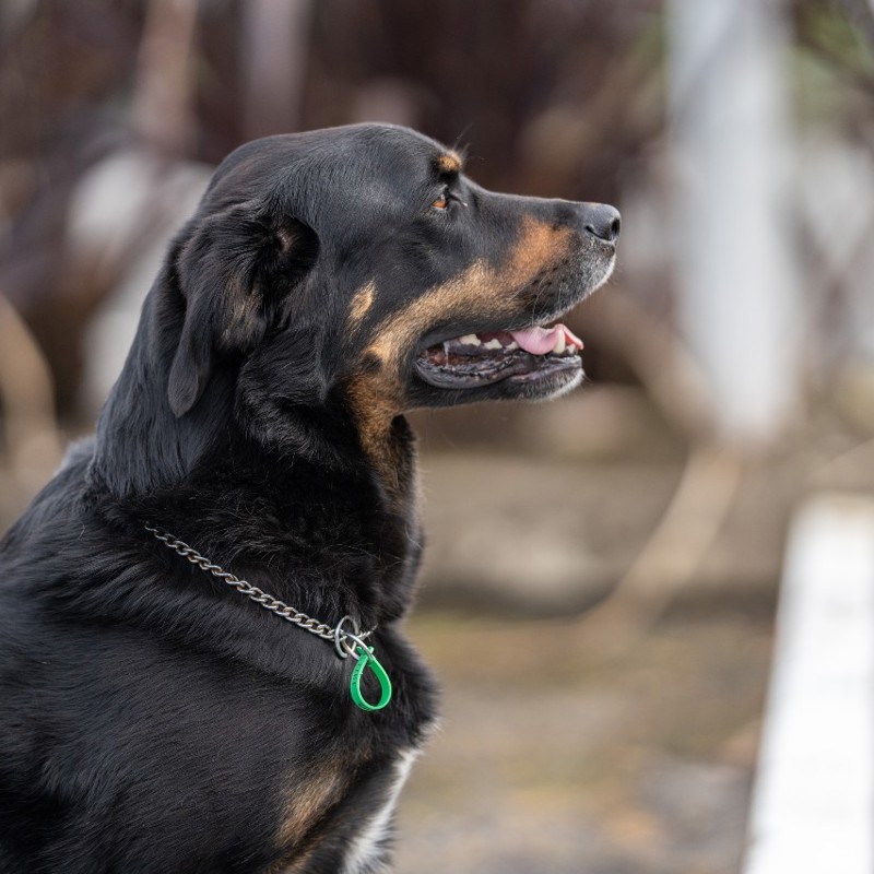 Dogs and animal control